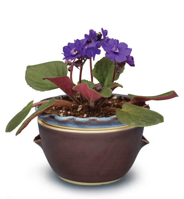 African violet pots store